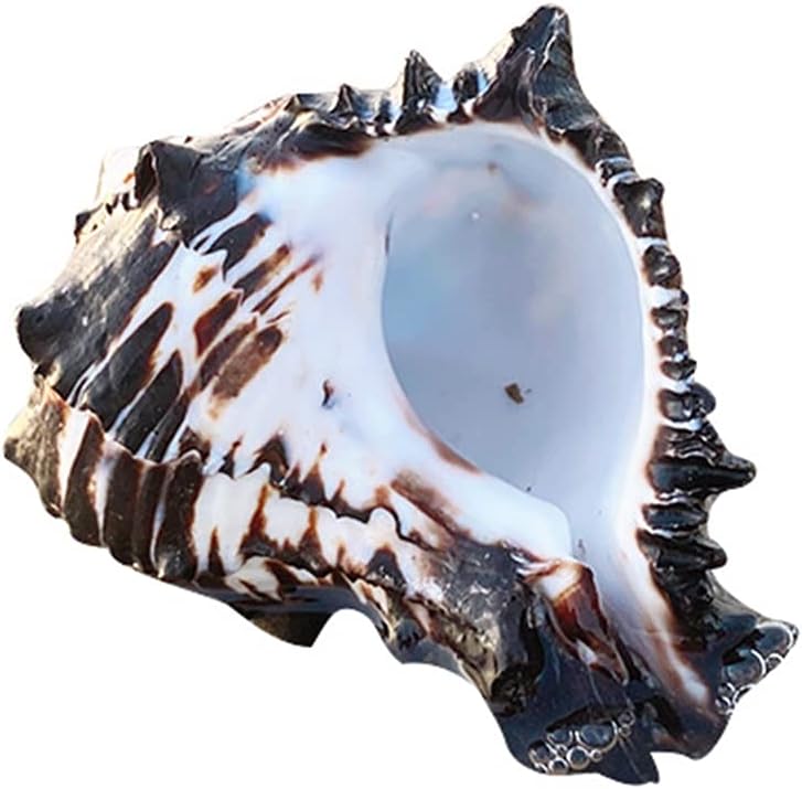 Amazon.com : YPBEW 4" Large Natural Conch Shells Black Seashells Great ...