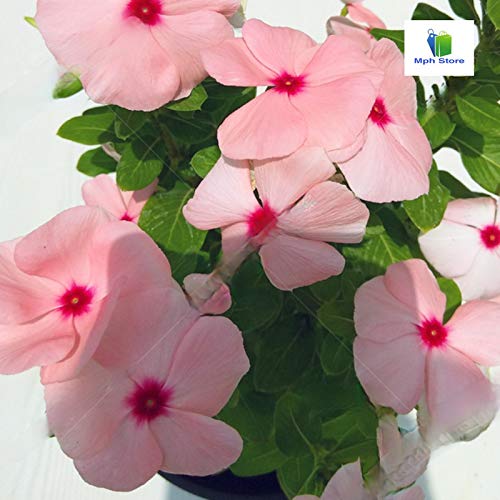Buy AMAZING STORE Vinca (Peach) - Plant Online at Low Prices in India ...