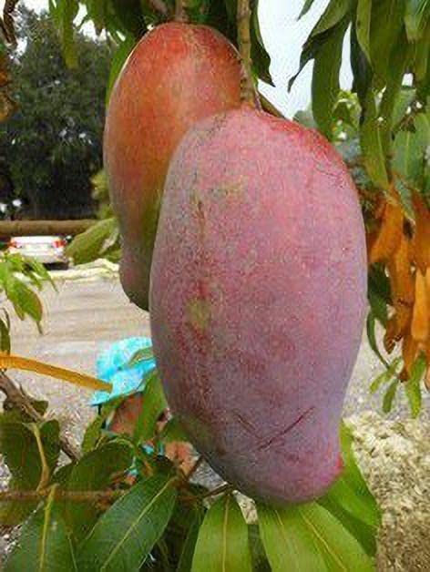 Zomoloco_Mango Plant-Gulab Khass Live Grafted Mango Plant CF 6 : Amazon ...