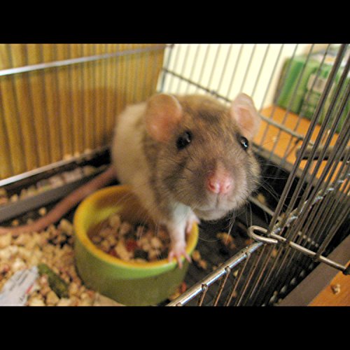 Play Rat in a Cage by Gmonio on Amazon Music