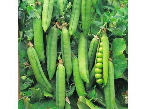 Creative Farmer Vegetable Seeds Vatana/Mattar/Watane Seeds - Peas Seeds ...