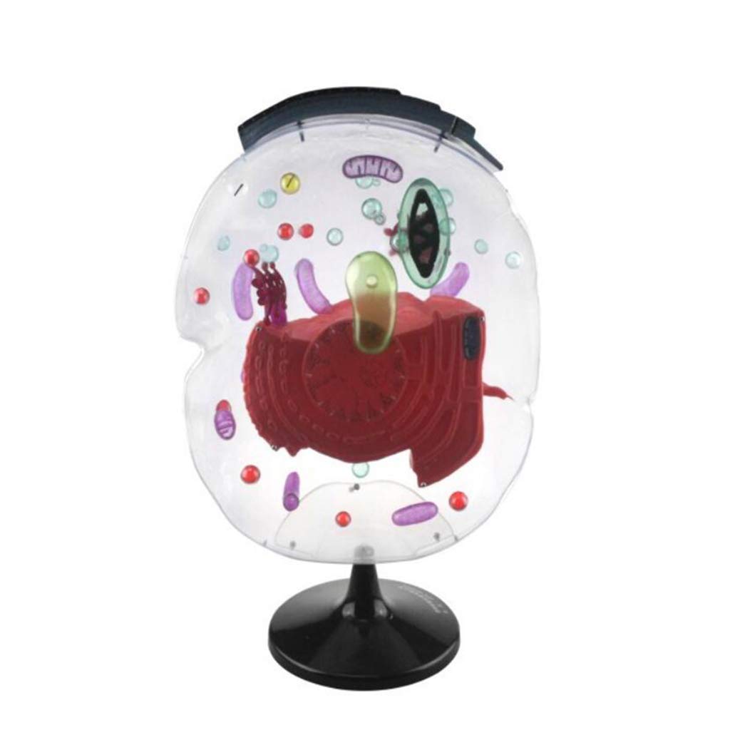 Buy Anatomy Cell Model, Animal Anatomy Science Models -Cell ...