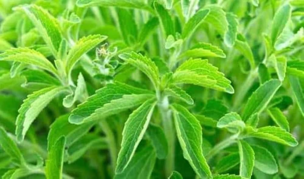 Stevia Seeds (50 Count) - Grow Fresh, Sugar-Free Stevia Plants : Amazon ...