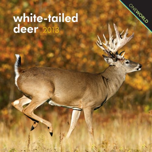 White-Tailed Deer 2013 7X7 Mini Wall: 9781421695686: Amazon.com: Books