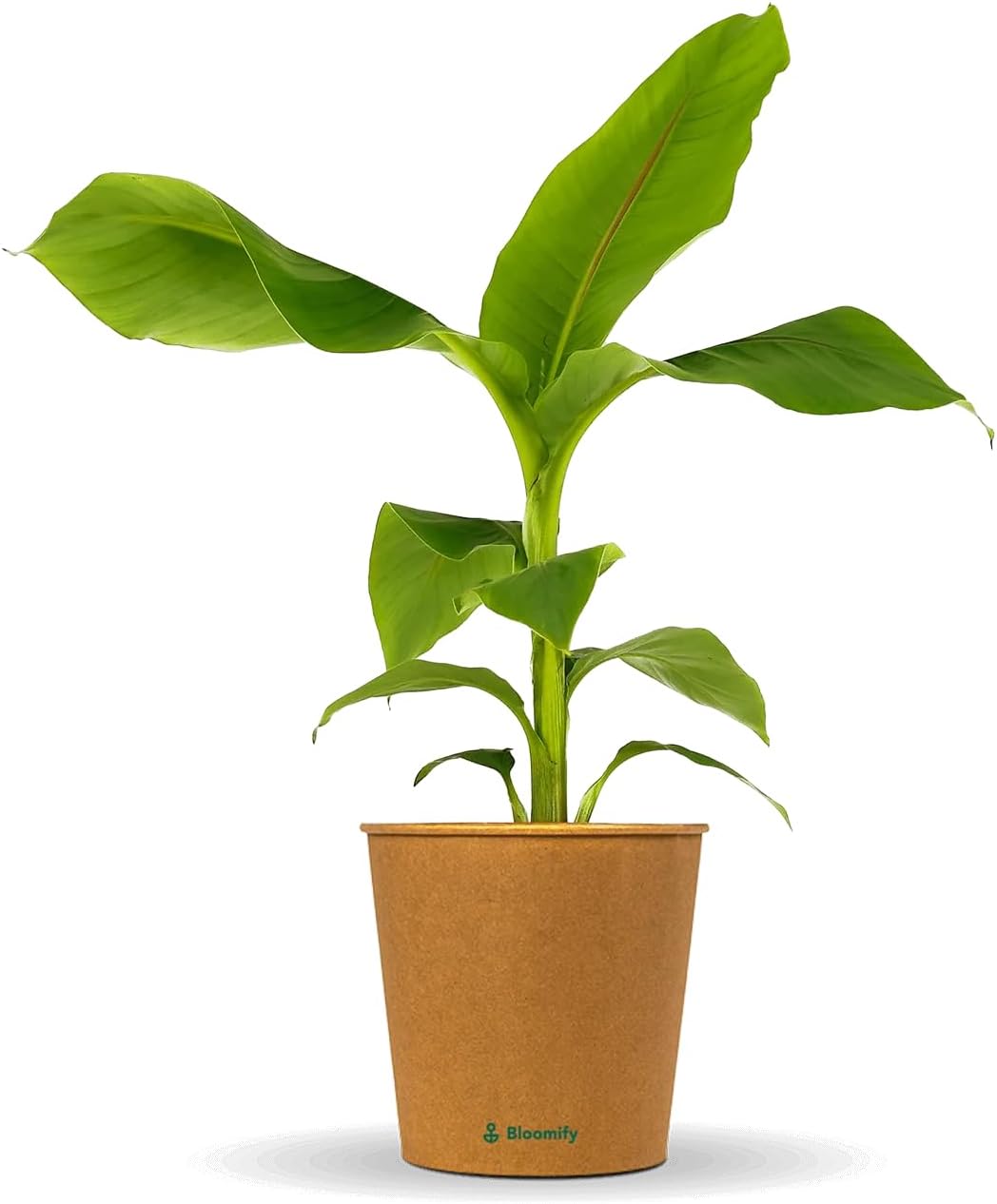 Bloomify® Bananenpflanze "Bob" | 40 bis 60 cm großer bedingt ...
