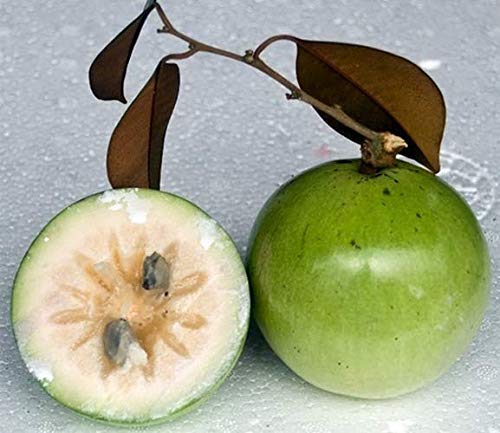 Arlo Fruit Live Plant - High Delicious " MILK FRUIT PLANT " 1 Helathy ...