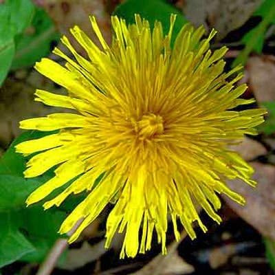 Amazon.com : DANDELION organic high Calcium TORTOISE FOOD 500+ seeds ...