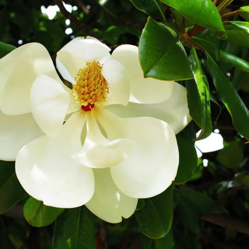 Southern White Magnolia Tree Lowe's 10.25 Gallon White Flowering
