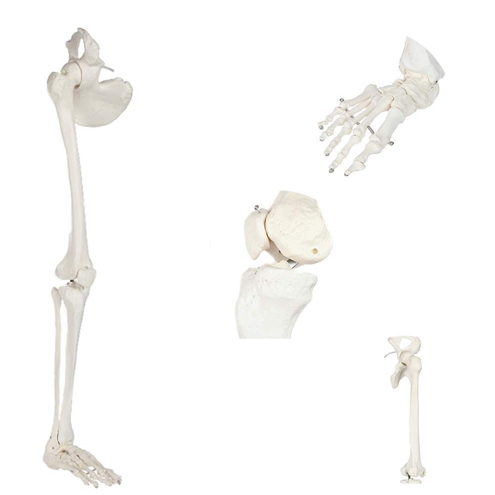 Beaghty Human Leg Bone Model Foot And Foot Bone Joint | Desertcart INDIA