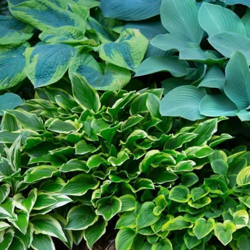 Amazon.com : 6-Pack Mixed Hosta Root Value Bag | Vibrant Variety for ...