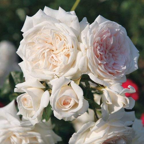Arlo Gardens Rare Climbing Rose Flower Live Plant ' Honeymoon ' Rose ...