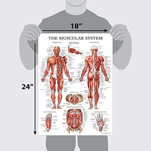 Snapklik.com : Palace Learning 4 Pack - Anatomical Poster Set ...