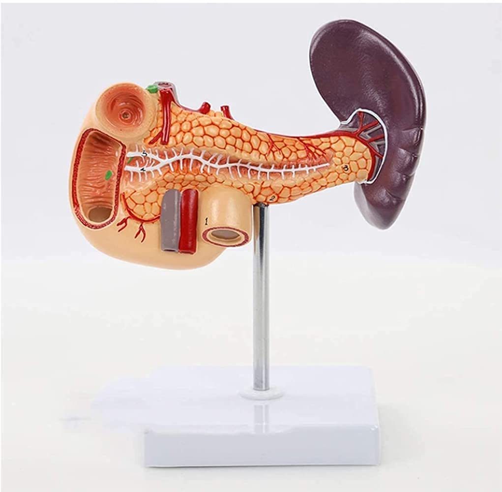 Buy Model, Spleen Pancreas Duodenum Model, Pancreatic Digestive System ...