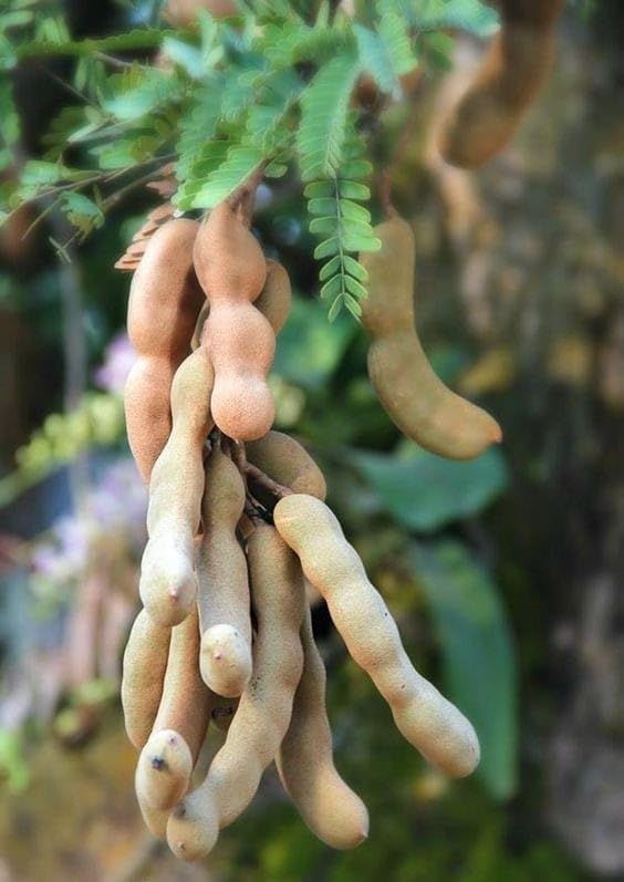 GreenWorld Special Sweet & Rare Thai All Time Tamarind/Tamarindus ...