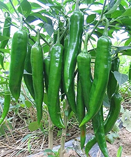SRI SAI FORESTRY Organic Green Chilli Seeds (Spicy mirchi sambar mirchi ...