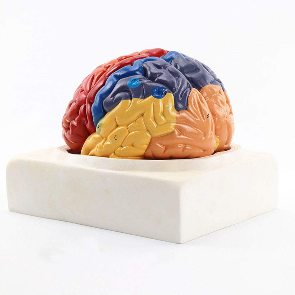 Regional Brain Model Color Coded Regions Hand Painted Include Frontal ...