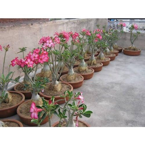 Adenium Live Plant | Hybrid Adenium Flower Plants (Pack of 3) ds_50 ...