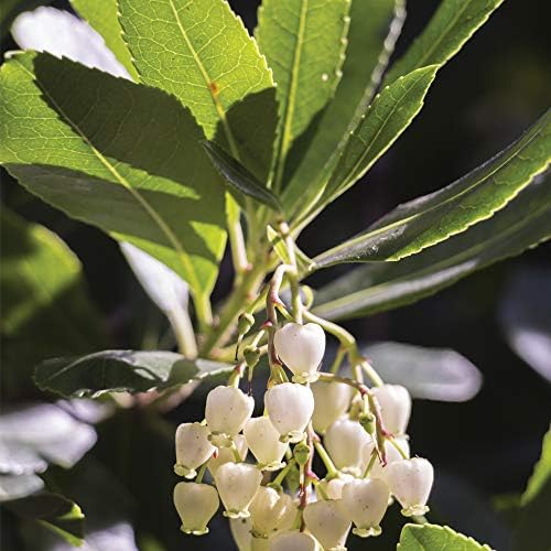 Arbutus unedo 'Atlantic' - Dwarf Strawberry Tree - Hardy Evergreen for ...