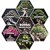 Amazon.com : Premium Bonsai Soil Mix for Thriving Indoor Bonsai Trees - Perfect Potting Soil for ...