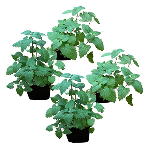7 Best Catnip Plants for Cats 2026