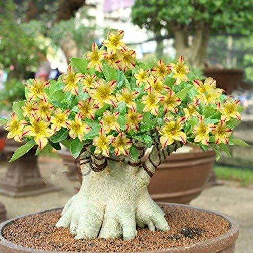 Baishnab Live Yellow Adenium plant -66 : Amazon.in: Garden & Outdoors