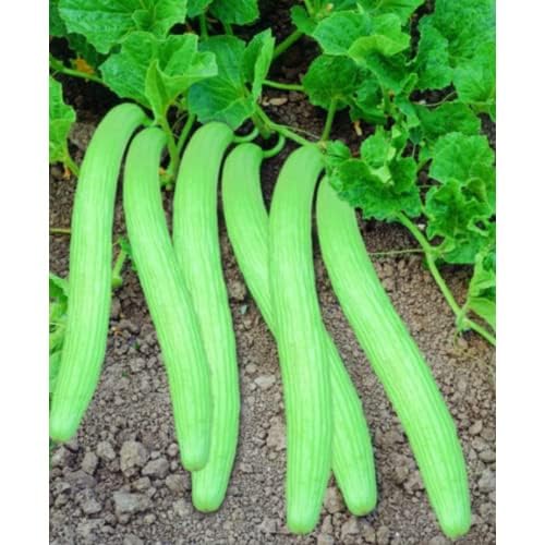 Vihaan LONG MELON/KAKRI SEEDS | HYBRID Seeds | CUCUMBER KAKRI ORGANIC ...