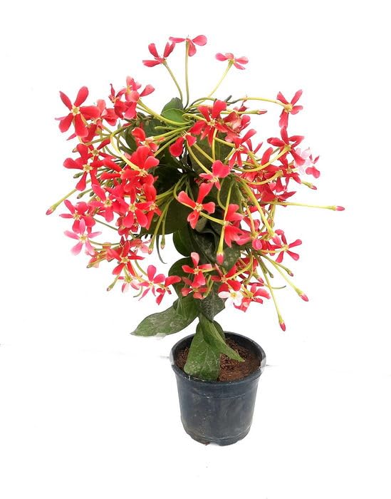 Creative Farmer Madhumalati Honeysuckle Madhumalti Rangoon Creeper ...