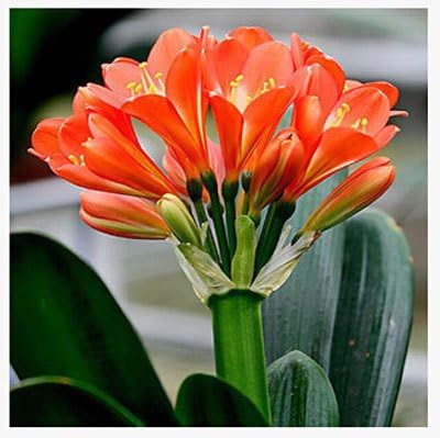 Amazon.com : Clivia miniata seeds, potted seed, Clivia flower seed ...