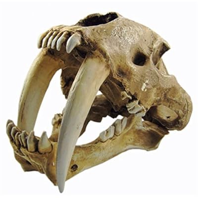 Gmasking 1:1 Resin Smilodon Sabertooth Tiger Skull Nepal | Ubuy