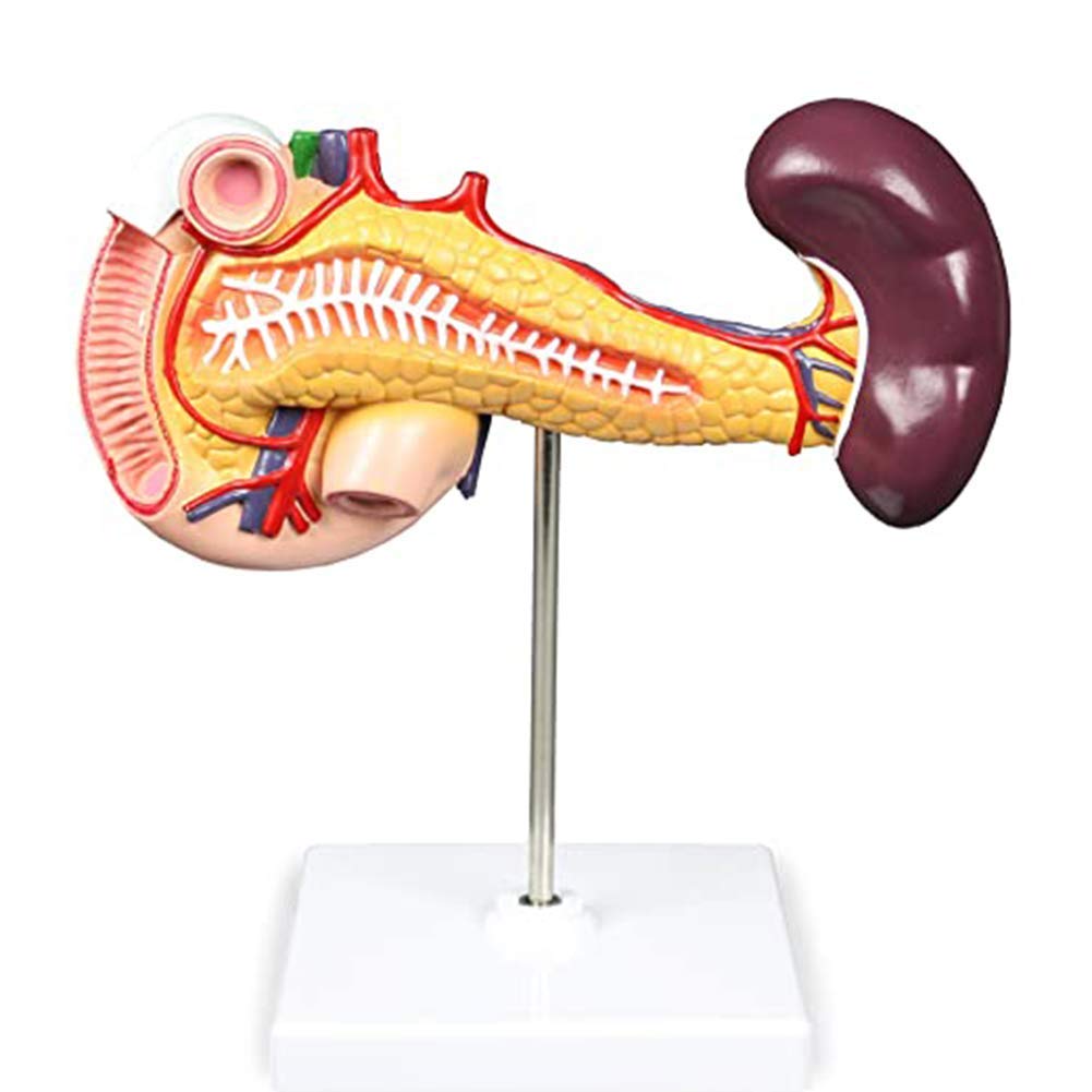 Teaching Model Spleen Pancreas And Duodenum Model Showing The Structure ...