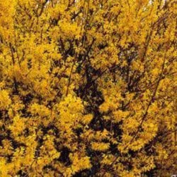 Forsythia spectabilis Bare Root x 1 : Amazon.co.uk: Garden