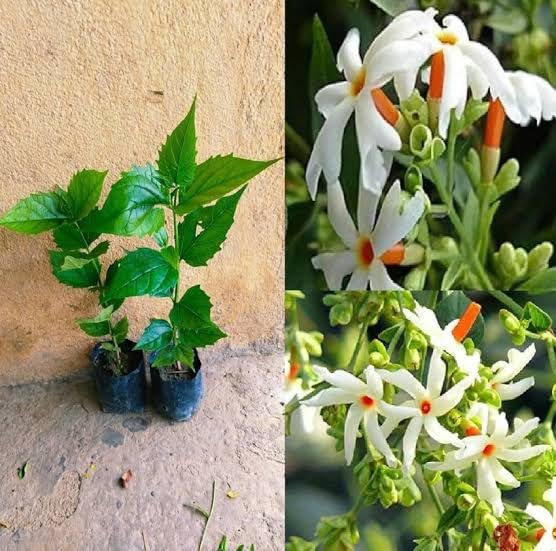 Baisakhi Nursery Plant Parijat Flower Plant Tree Hybrid Original ...