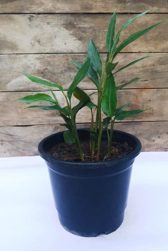 Cloud Farm Live Green Cardamom/Choti Elaichi Spice Plants For Home ...