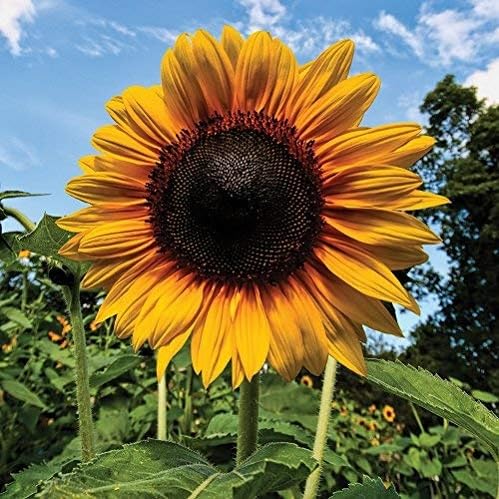 Sunflower Surajmukhi Yellow flower Seeds Pack Of 30 : Amazon.in: Garden ...