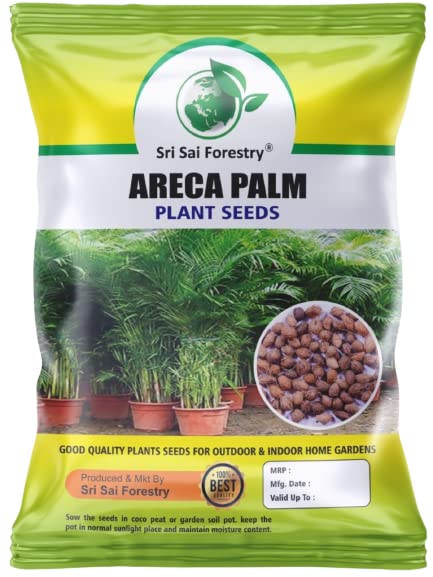 SRI SAI FORESTRY Areca Palm Seeds for Planting, Home Garden, Terrace ...
