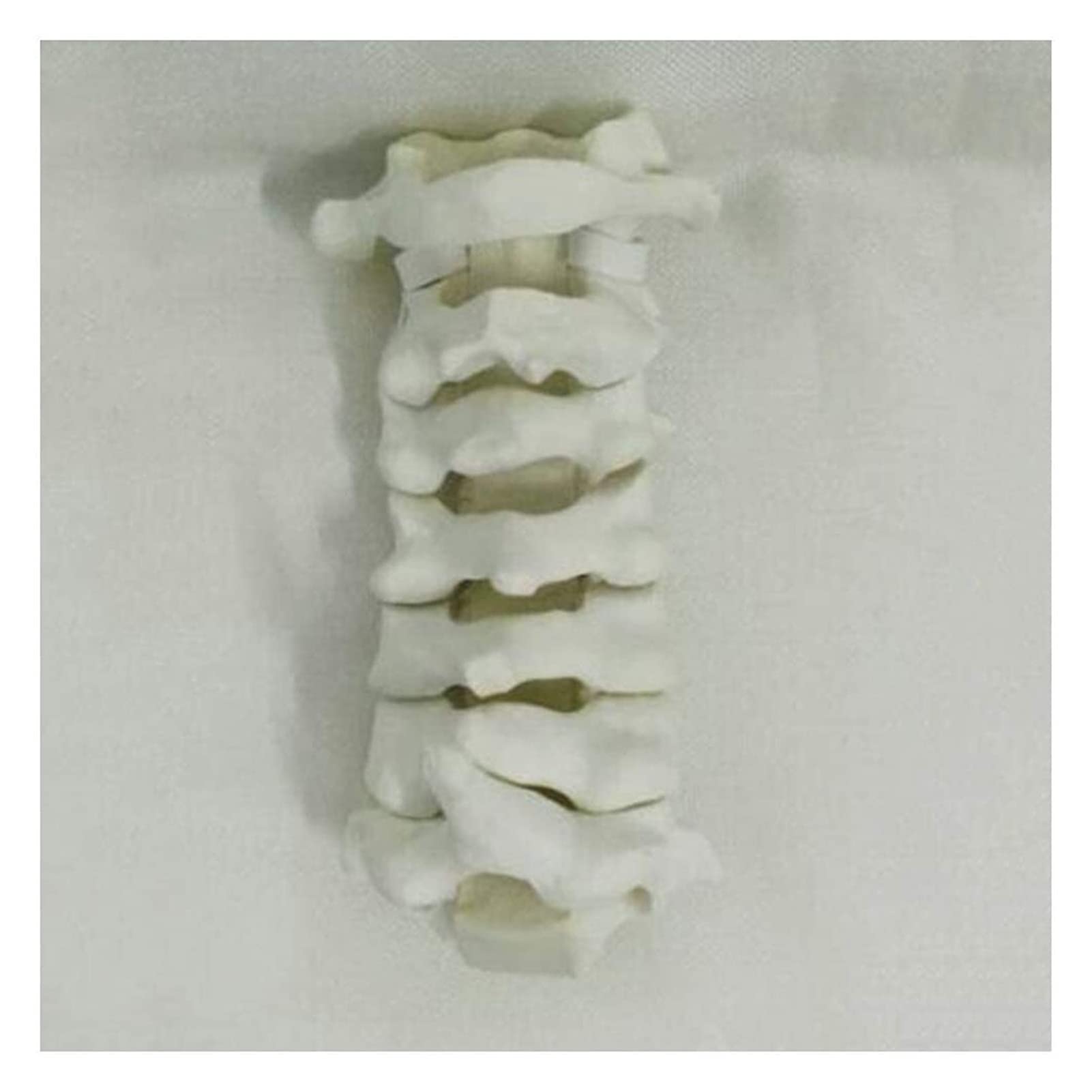 Buy Study Model Cervical Spine Model High Simulation Human Skeleton ...