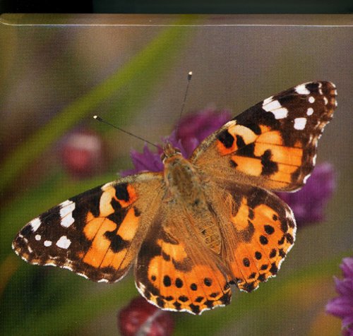 Butterfly Memo Cube plus cards: Anness Publishing: 9780754821274 ...