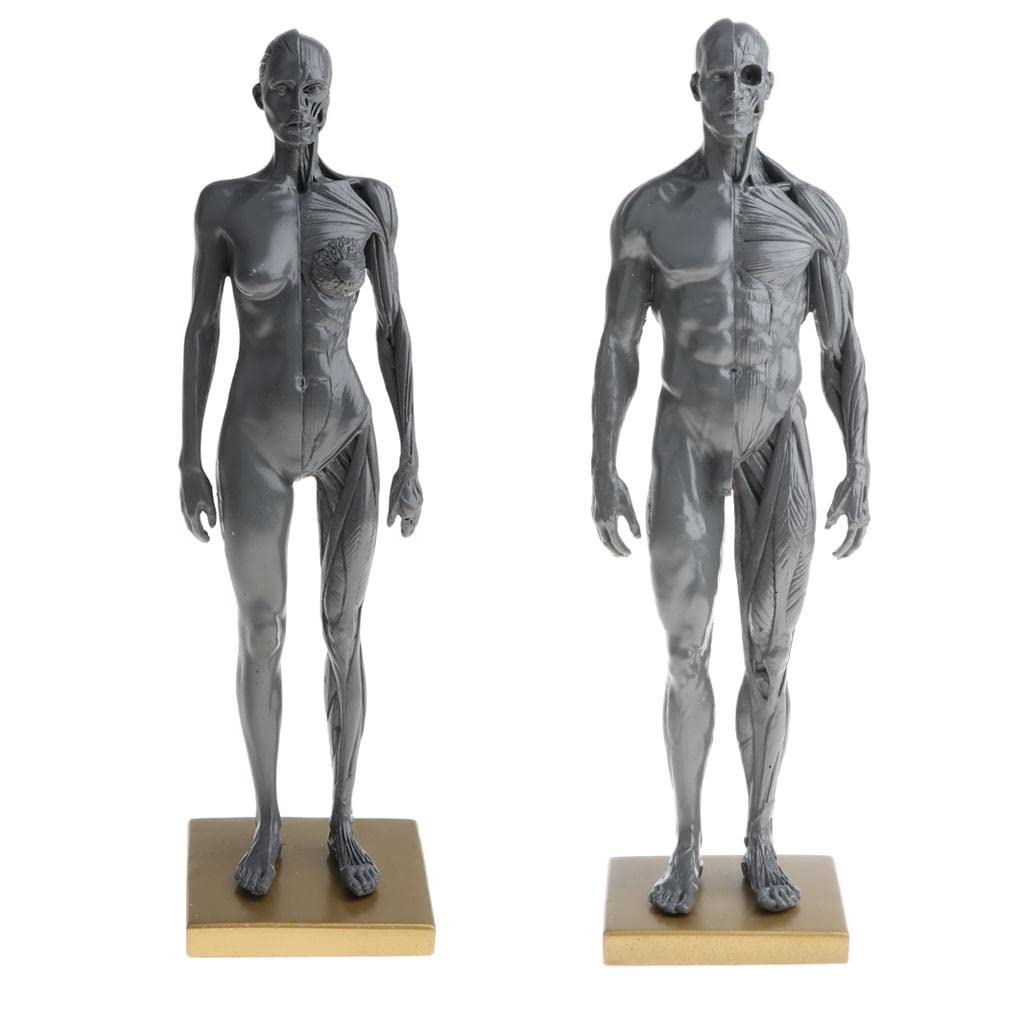 Buy 30cm Human Anatomy Figure Reference for Artists (Female & Male ...