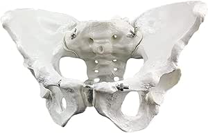 Amazon.co.jp: Female Pelvic Skeletal Model » Wiki Useful Life-Sized ...