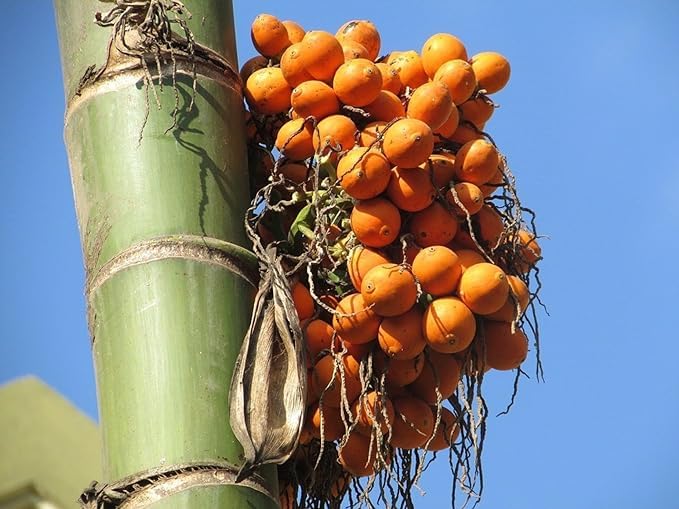 Sky Nursery Betel Nut Tree plant| betel nut supari plant | All Time ...
