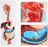 ・製造元:RFGGJNHKJUSWETGBVN・製造元/メーカー部品番号:k/2*9861・Application：Suitable for anyone interested in anatomy, nursing, physiology...