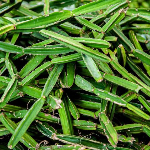 Hadjod, Pirandai, Veldt Grape, Devil's Backbone, Adamant Creeper, Asthi ...