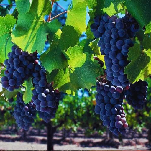 "Neutral Green World" Seedless Sweet Black Grapes/Angoor Fruit Plant ...