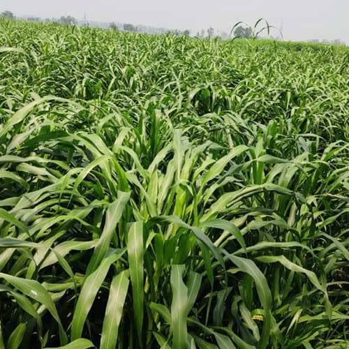 Sorghum sudan grass seeds, Sudan sorghum grass seeds, Best sorghum ...