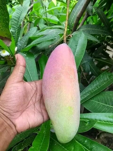 Manju Nursery Sweet Katimon Catimon Mango Live Plant Thai Mamidi ...