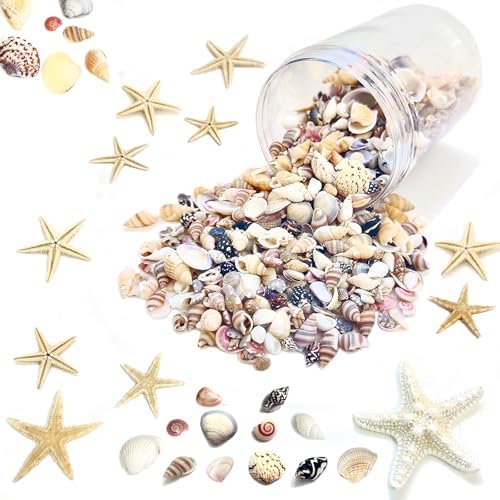 Amazon.com: gopiter 1200 PCS Tiny Sea Shells Small Natural Starfish ...