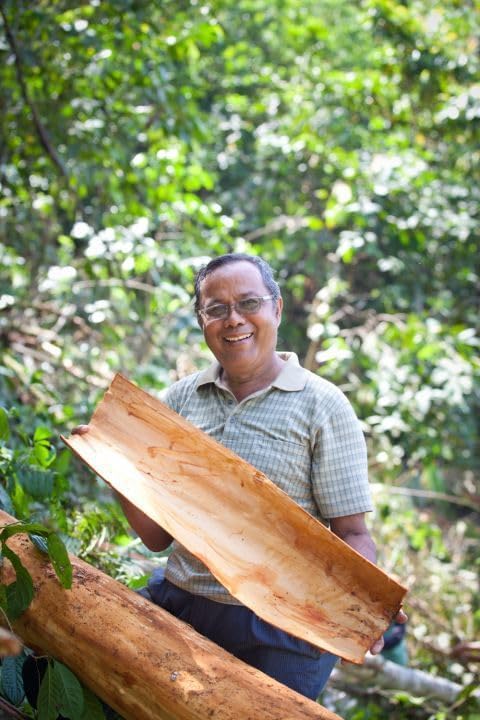 AP GARDEN Dalchini Live Plant, Talcini Daala, Cheenee Dalacini, Dalcini ...