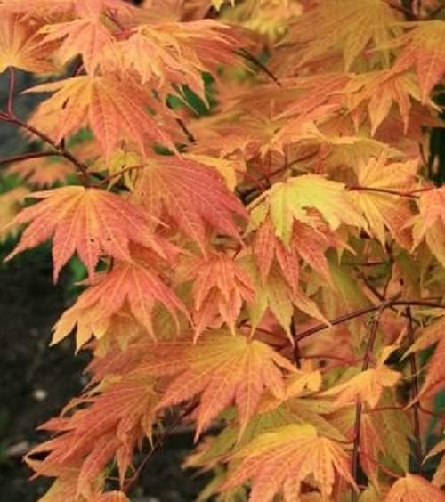 Amazon.com : Autumn Moon (Full Moon) Japanese Maple - Live Plant - (2.5 ...