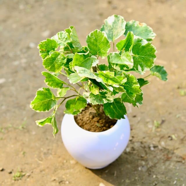 Aralia Dinner Plate in 5 Inch Plant Classy White Apple Perennial plants ...