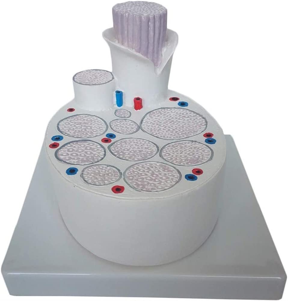 Buy TAMNAN Anatomy Educational Model, Spinal Nerve Model Scientific ...